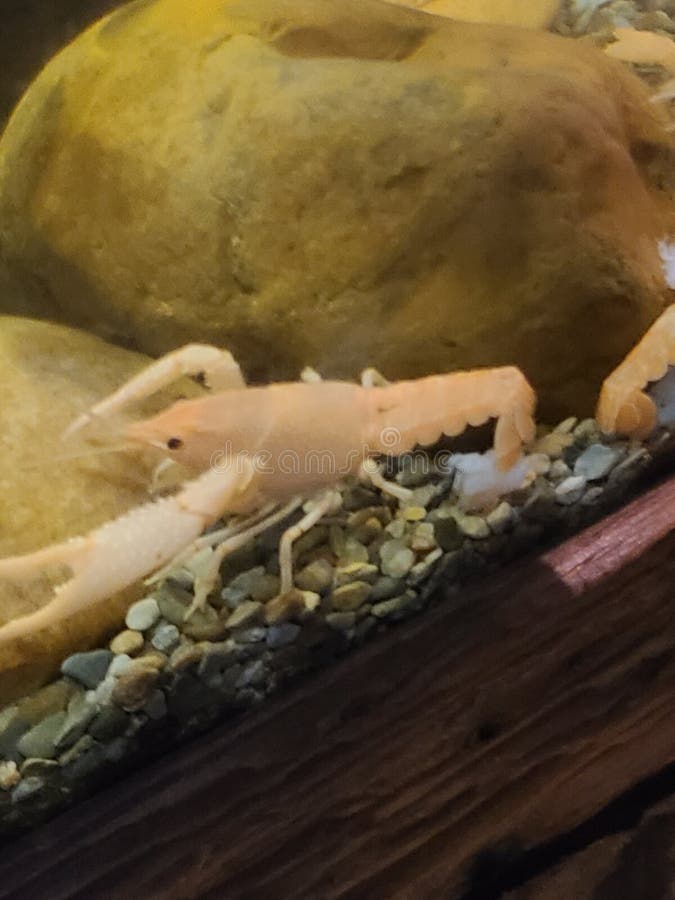 The Albino Crawfish is in the Tank Stock Image - Image of albino ...