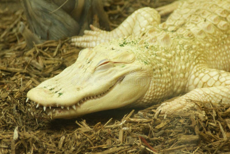 Albino Croc stock foto. Image of weinig, moeras, monster - 134423910