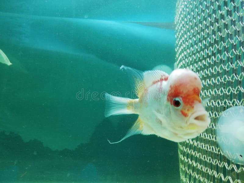 Albino de peixe-macaco imagem de stock. Imagem de macaco - 171912063