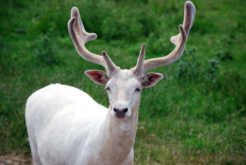 Albino deer stock image. Image of herbivorous, albino - 6795921