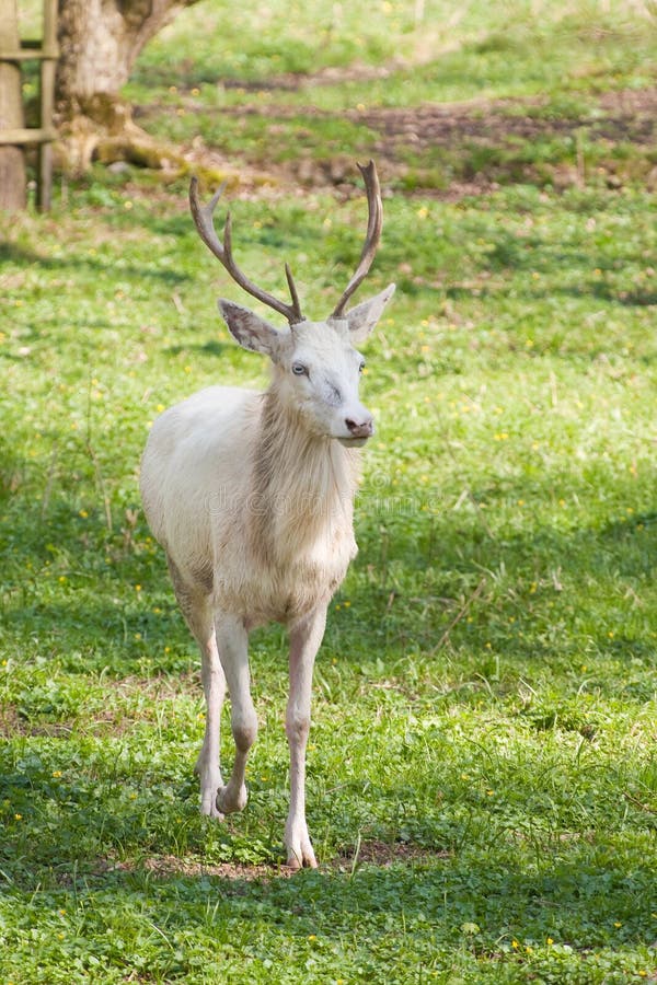 Albino deer stock image. Image of fall, nature, hunting - 17588999