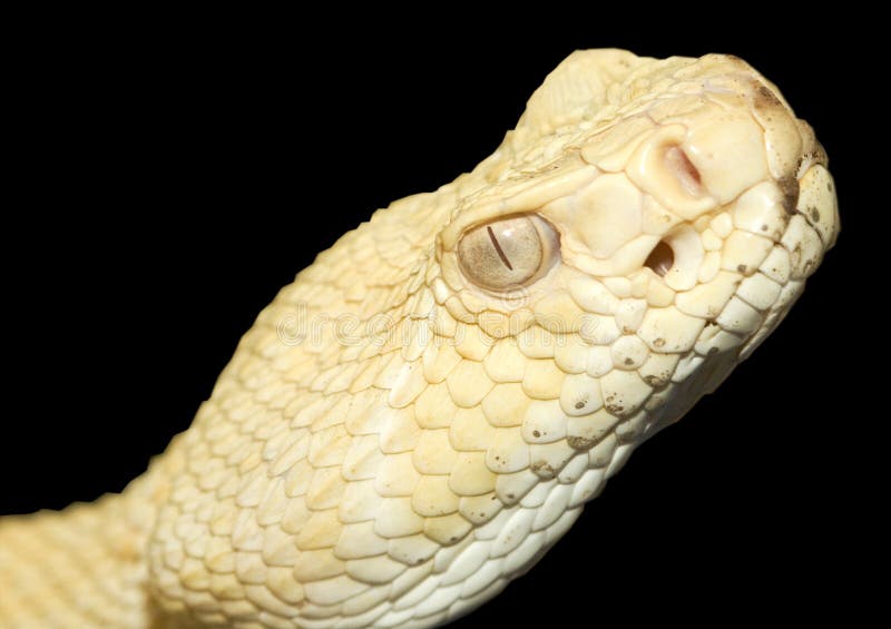 Albino Diamond Back Rattle Snake Stock Photo - Image of reptile, back ...