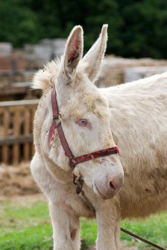Albino Donkey Stock Photos - Free & Royalty-Free Stock Photos from ...