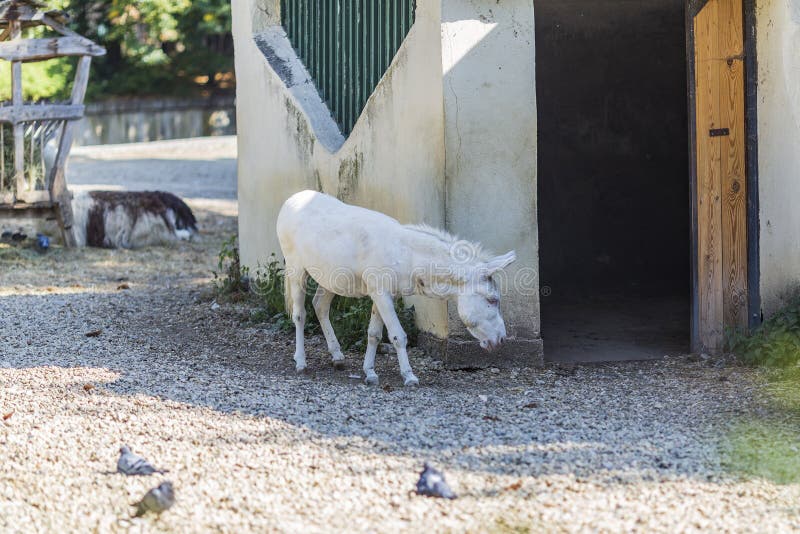 Albino Donkey stock image. Image of ears, scent, nostril - 14242025