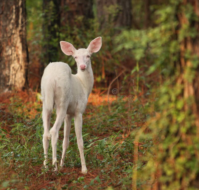 Albino Fawn stock photo. Image of wildlife, fawn, snow - 10745390