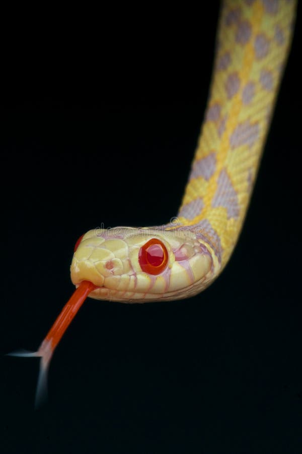Albino garter snake stock photo. Image of albino, black - 19480456