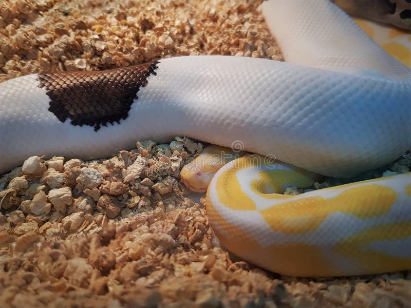 Albino Granite Burmese Python Blanco Amarillo Foto de archivo - Imagen ...