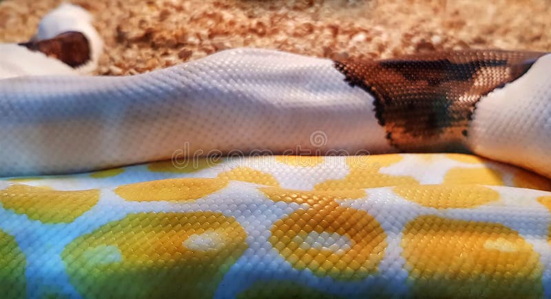Albino Granite Burmese Python Blanco Amarillo Foto de archivo - Imagen ...