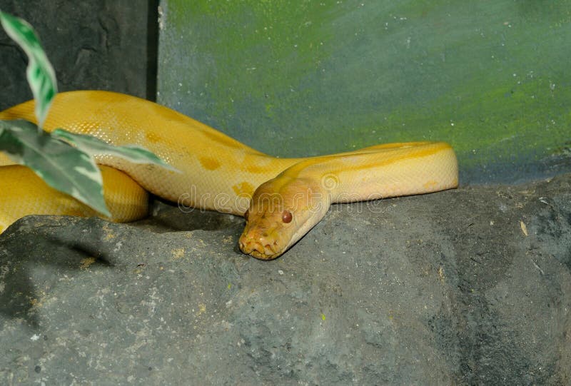 Birmaanse Python, Pythonbivittatus Op Steenachtergrond Stock Foto - Image of dier, naughty: 93280554