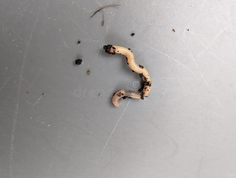 Albino Indian Blue Earth Worm Stock Photo - Image of genes, soil: 329914282