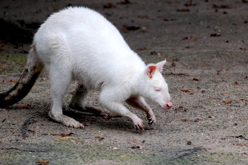 Albino Kangaroo stock image. Image of marsupial, animal - 24376451