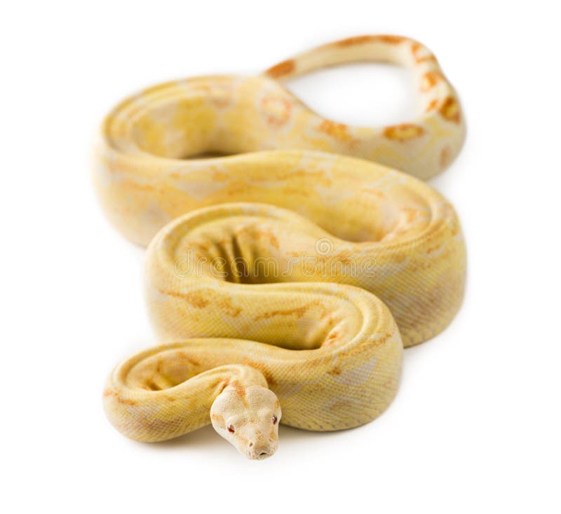 Albino koninklijke python stock foto. Image of dier, gewervelde - 60164634