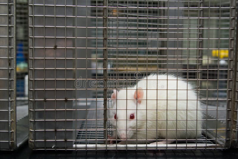 Albino Lab Rat (rattus Norvegicus) Trapped in Cage Stock Image - Image ...