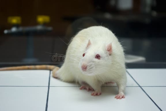 Albino Laboratory Rat Looking on Open Field Board Stock Image - Image ...