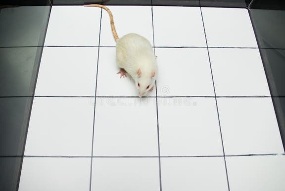 Albino Laboratory Rat Looking on Open Field Board Stock Photo - Image ...