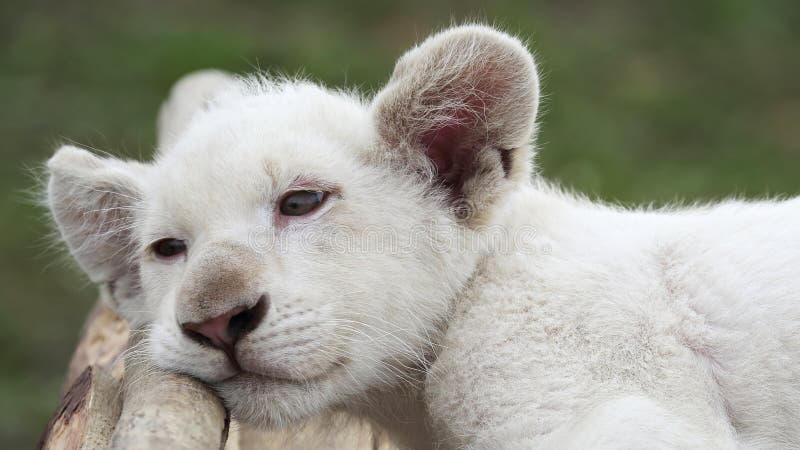 Albino lion cub stock image. Image of offspring, reserve - 94755785