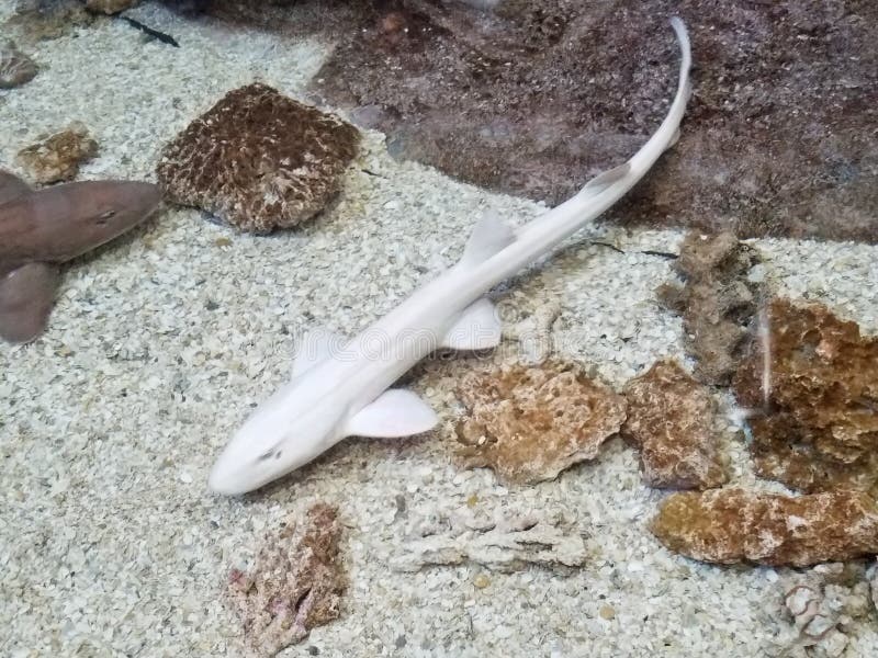 Tiny Shark stock image. Image of fish, stripes, like - 41934927