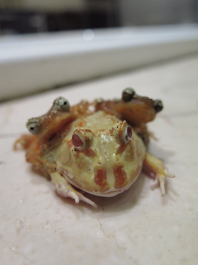 Albino Pacman Frog Tree Wildlife Stock Image - Image of dessert, animal ...