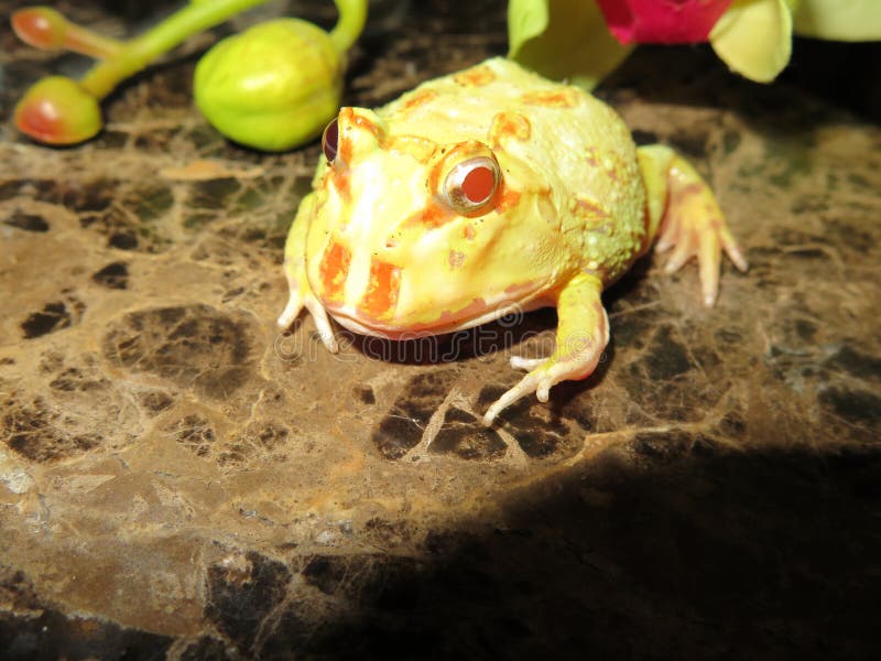 Albino Pacman Frog, in a Shelter Bale Stock Photo - Image of wildlife ...