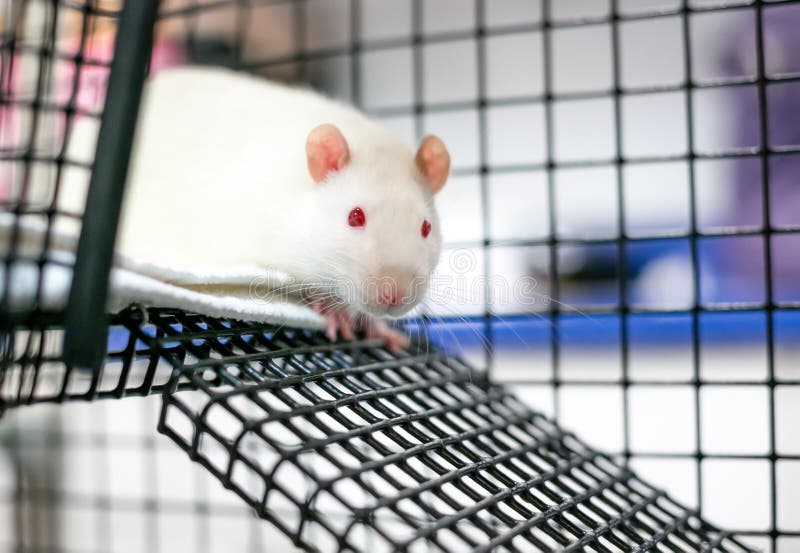 An Albino Pet Rat with Red Eyes in a Cage Stock Image - Image of ...