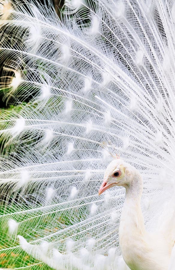 Albino-Pfau stockfoto. Bild von albino, feder, auge, tier - 20891264