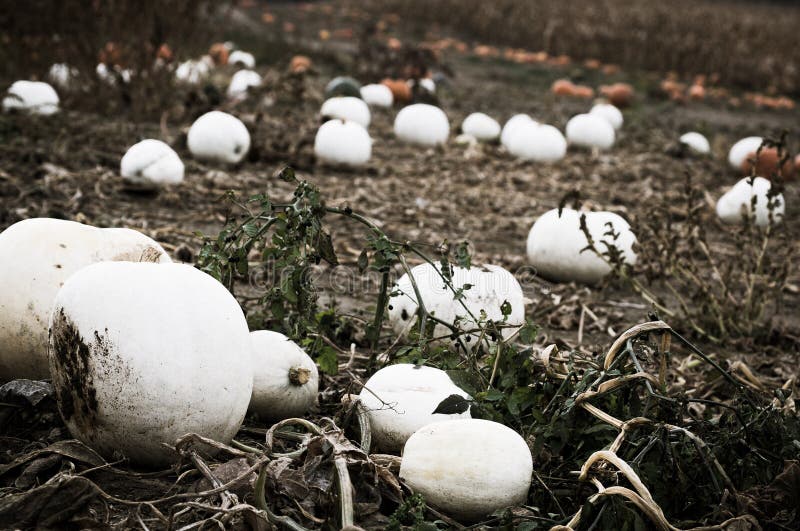 Albino Pumpkins, White Pumpkins Can Be Referred To and Sold Under Many ...
