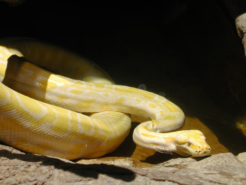 Albino Python stock image. Image of reptile, slither, reptiles - 183551
