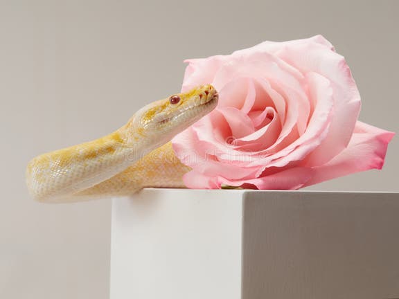 Albino Python with Rose stock image. Image of closeup - 342109871