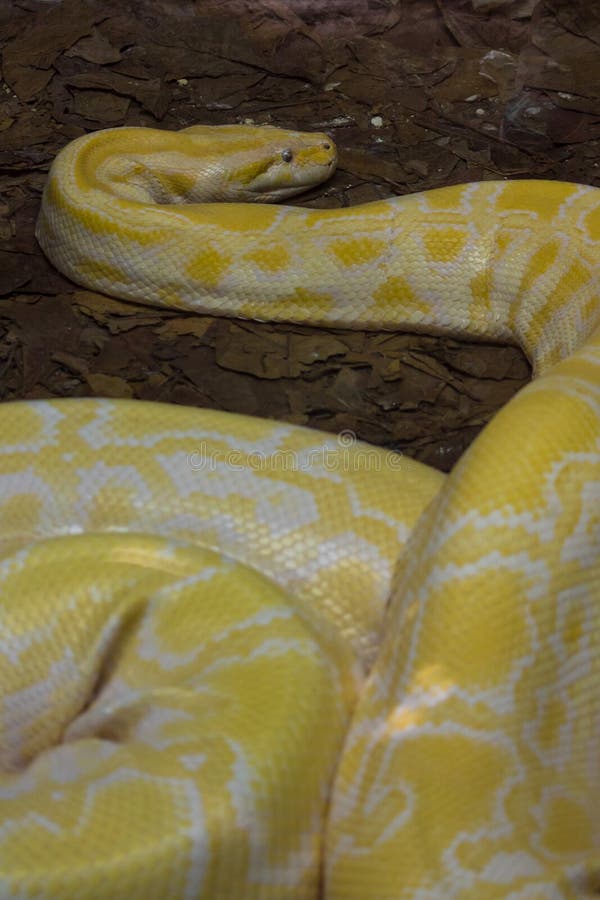 Albino Python is fat stock photo. Image of black, albino - 120926696