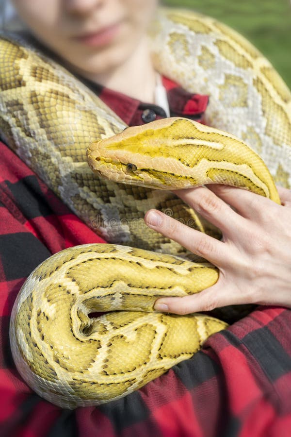 The Albino Python Molurus Snake is a Large Non-venomous Python. Stock ...