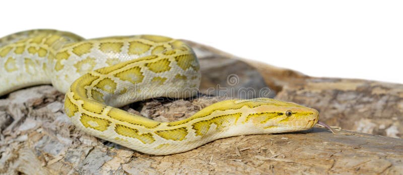 The Albino Python Molurus Snake is a Large Non-venomous Python. Stock ...