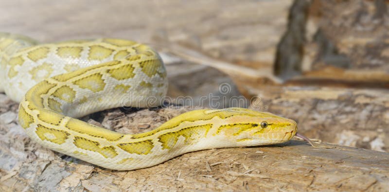 The Albino Python Molurus Snake is a Large Non-venomous Python. Stock ...