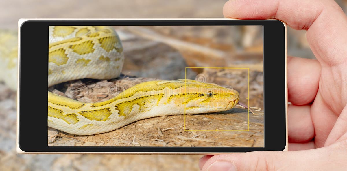 Horror Python Screen Stock Photos - Free & Royalty-Free Stock Photos ...