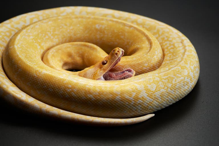 Albino Python Resting on Branch Stock Image - Image of python, exotic ...