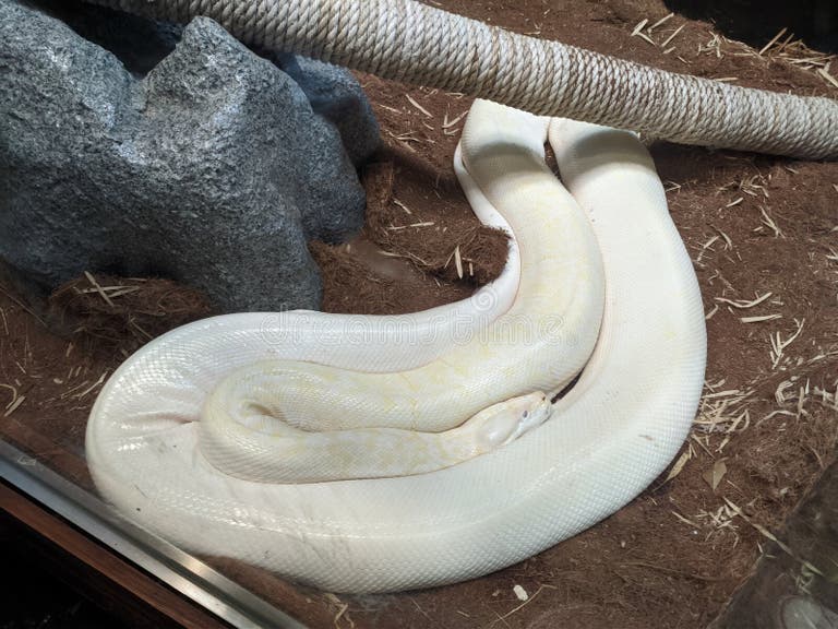 Albino Python Resting beside a Rock Stock Photo - Image of rock, city ...