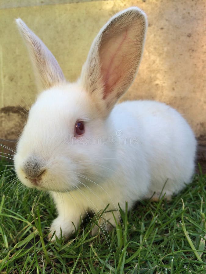 Albino rabbit stock photo. Image of grass, bunny, beautiful - 42568548