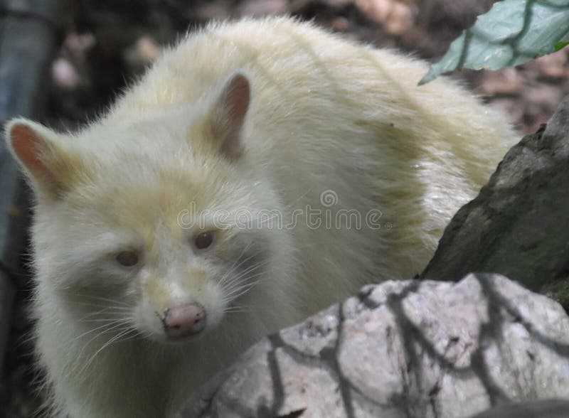 Albino Raccoon Face Inusual Y Raro Imagen de archivo - Imagen de albino ...