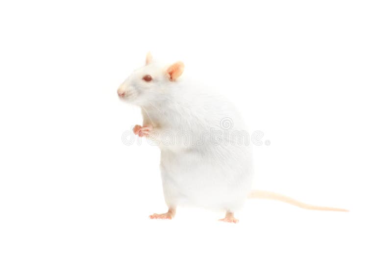 Albino rat stock image. Image of cute, white, rodent, albino - 4679641