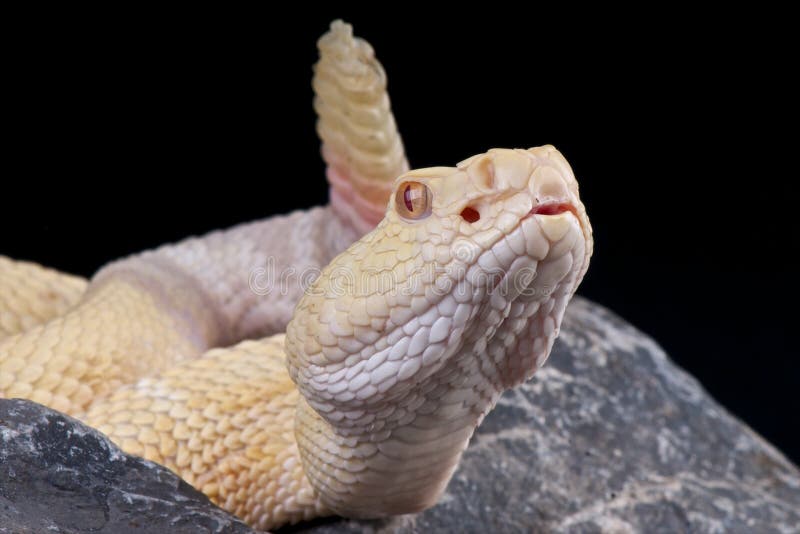 Albino rattlesnake stock image. Image of wildlife, kansas - 19851261