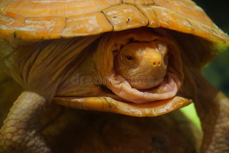 Potrait of Albino Turtle Head Going Inside Stock Image - Image of ...