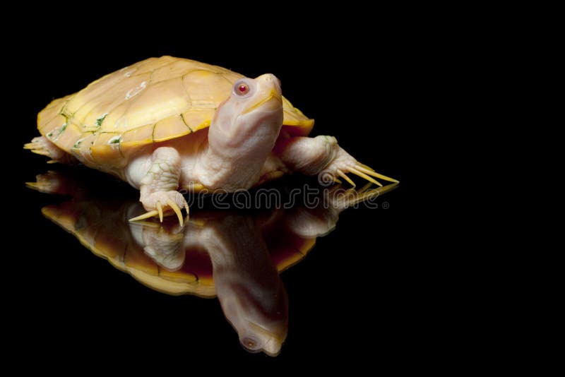 Razorback musk turtle stock photo. Image of pets, turtles - 15863800