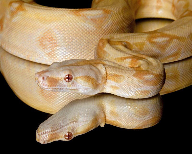 Albino RedTailed Boa Reflection Stock Photo - Image of closeup, tailed ...
