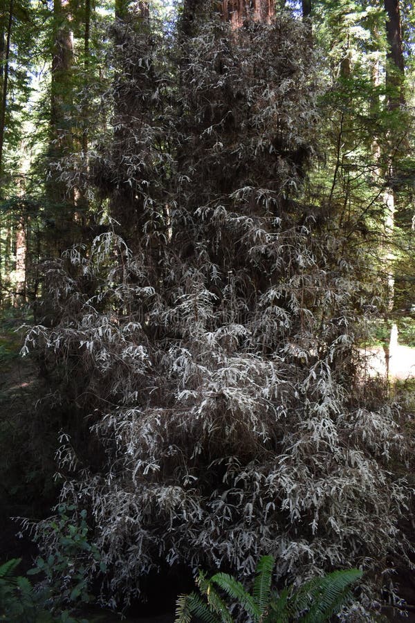 Albino Redwood Tree in the Forest Stock Image - Image of forest, nature ...