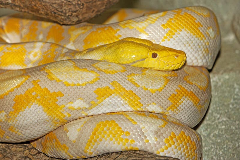 Reticulated Python, Python Reticulatus, Head Stock Image - Image of ...