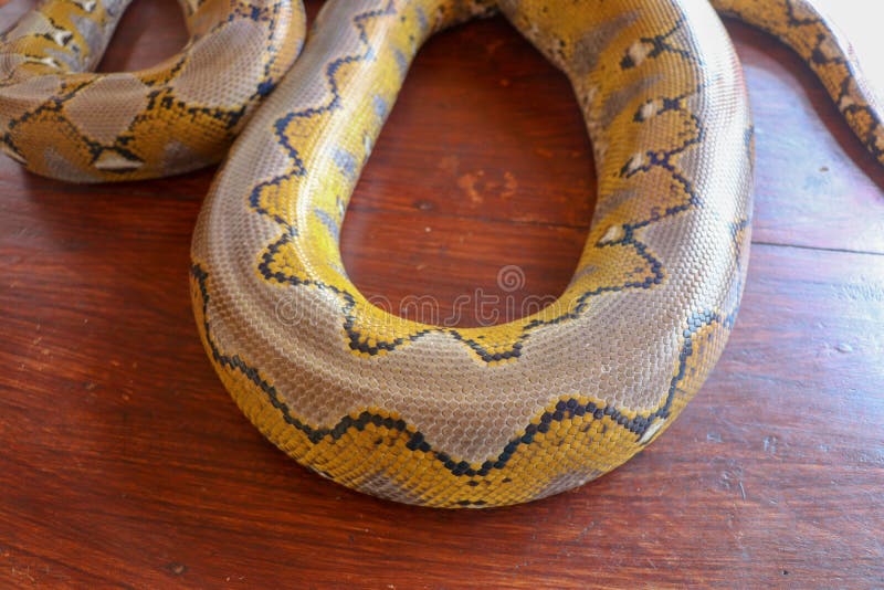 Albino Reticulated Python. Python Snake Yellow Lying on the Wooden ...