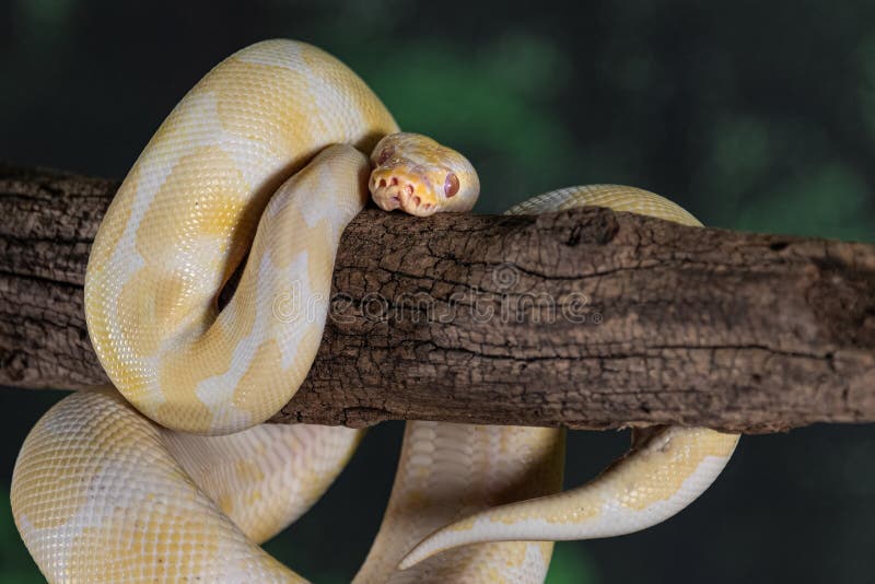 Albino royal python stock afbeelding. Image of dier - 232224837