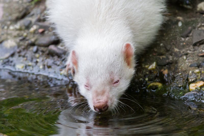Albino Skunk Stock Photos - Free & Royalty-Free Stock Photos from ...