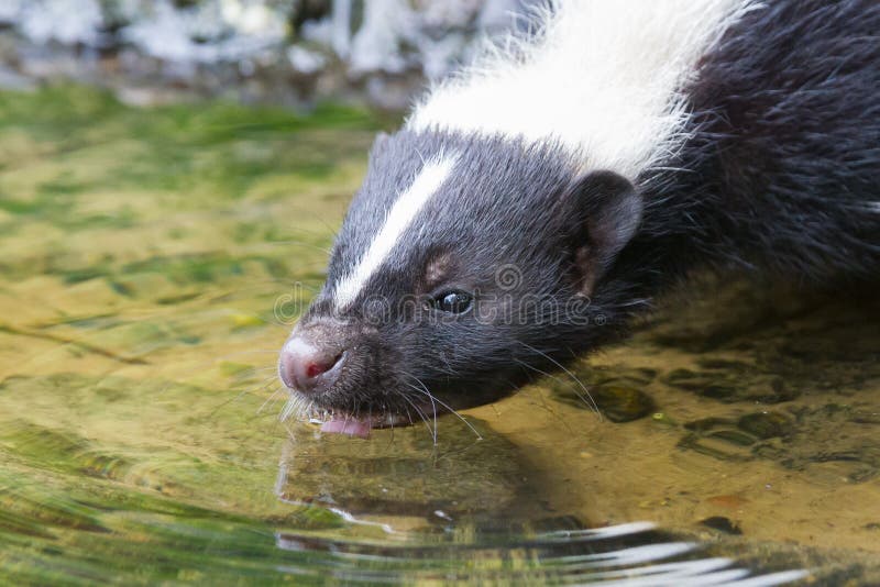 Albino Skunk Stock Photos - Free & Royalty-Free Stock Photos from ...