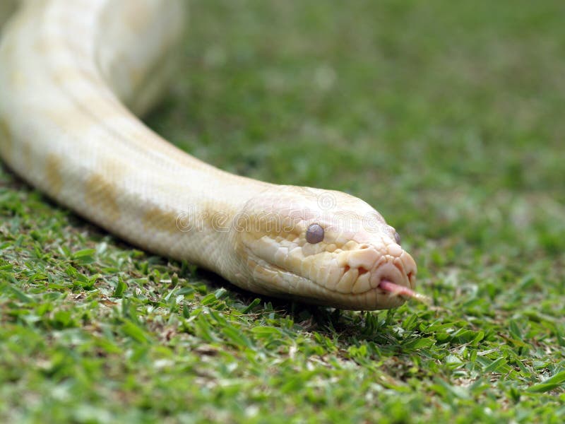 Albino snake stock image. Image of animal, nature, fang - 22108633