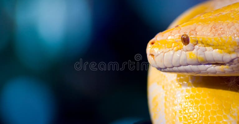 748 Albino Burmese Snake Stock Photos - Free & Royalty-Free Stock ...